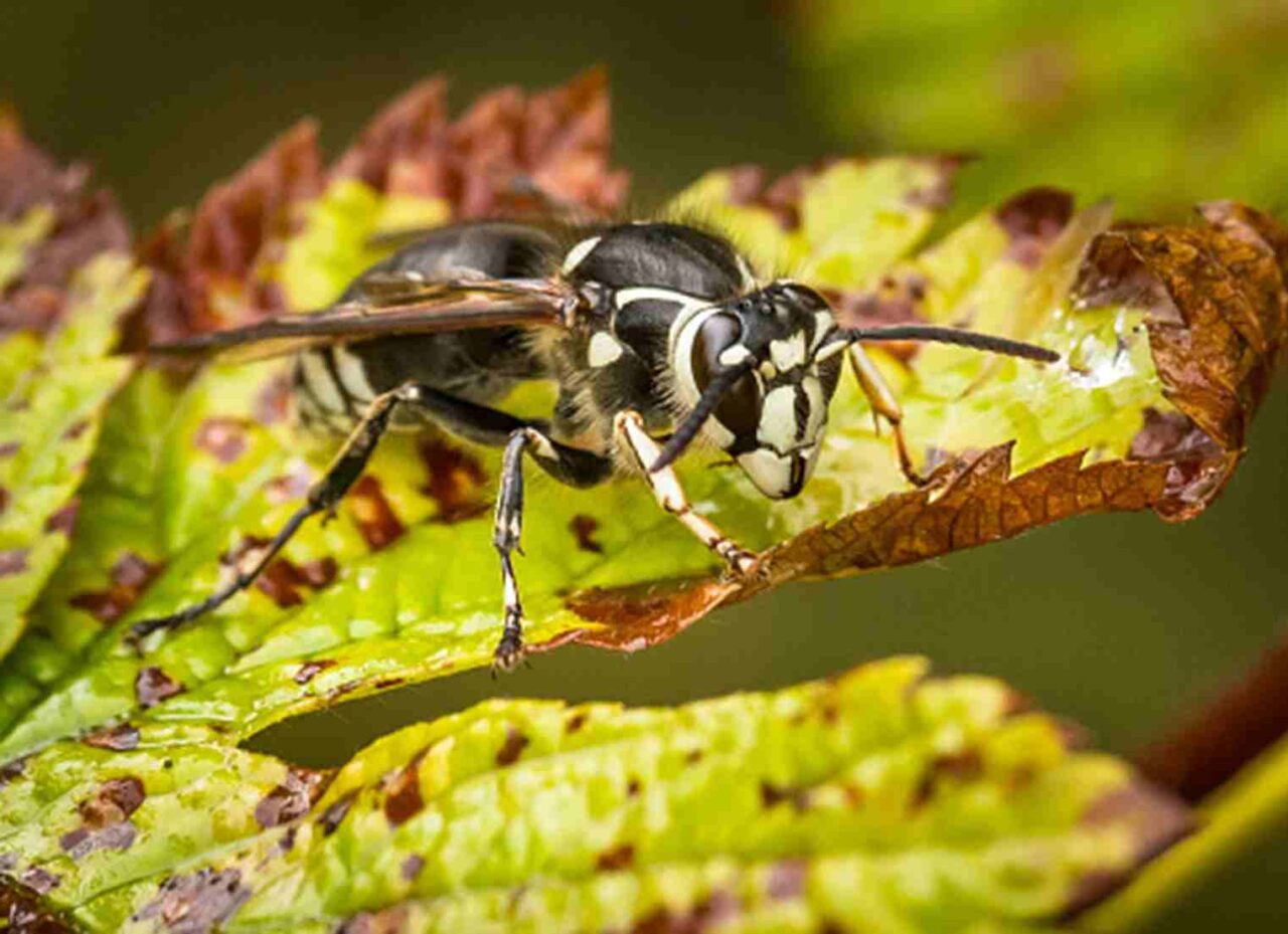 Explore the Detailed Guide on Bald-Faced Hornets