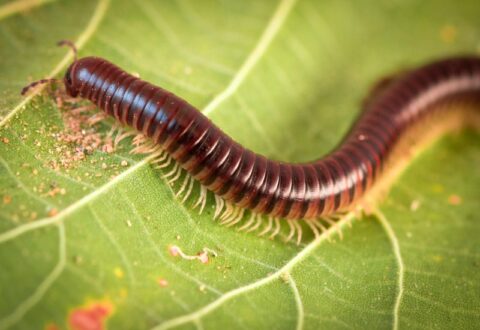 Comprehensive Centipede Information & Control Services